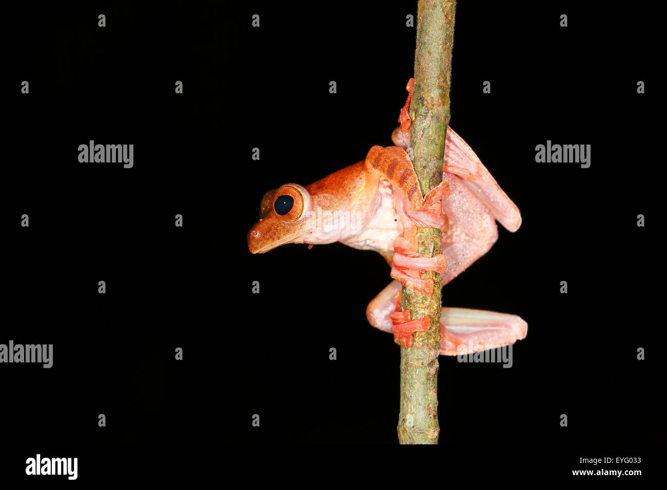 Harlequin tree frog (Rhacophorus pardalis) at night, Kubah National ...