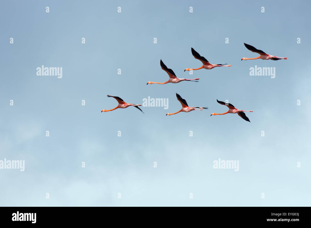 Flight of flamingos in a V-shaped formation Stock Photo - Alamy