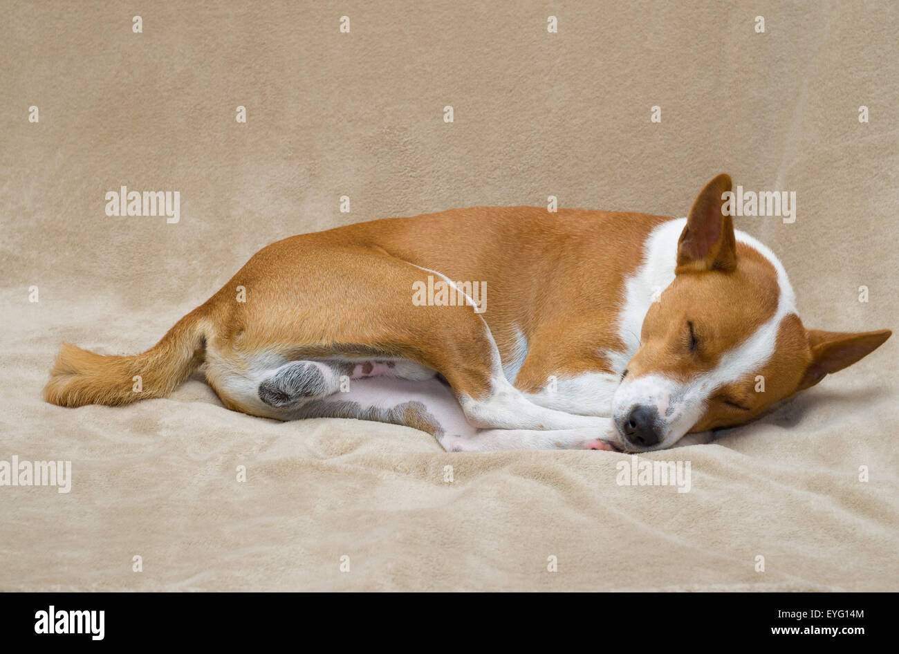 Cute basenji dog sleeping on a sofa Stock Photo - Alamy