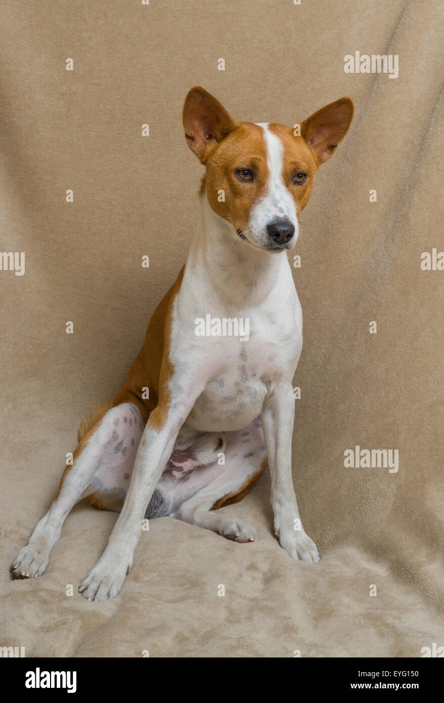 Cute dog full body hi-res stock photography and images - Alamy