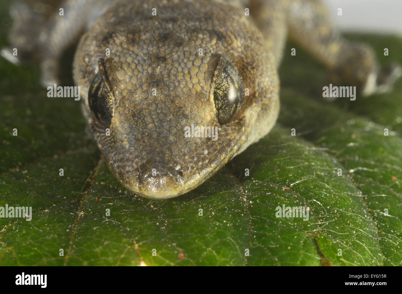 Gecko Lizard and Leaf Stock Photo - Alamy