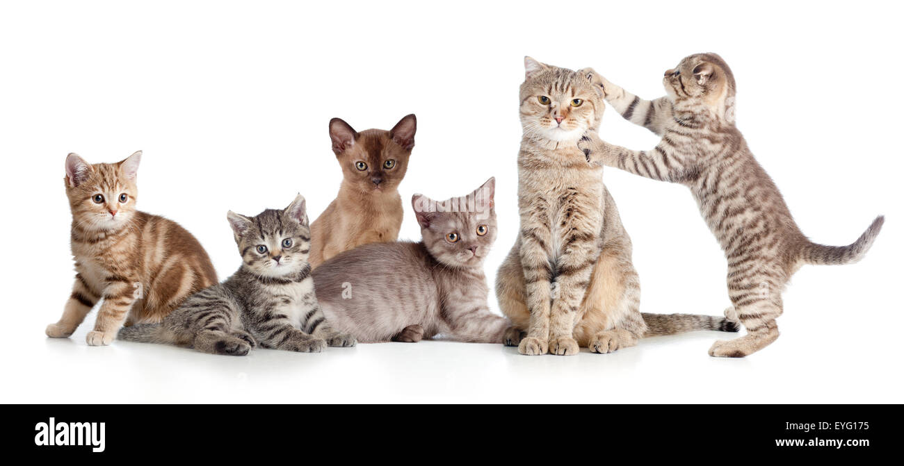 various cats group isolated Stock Photo - Alamy