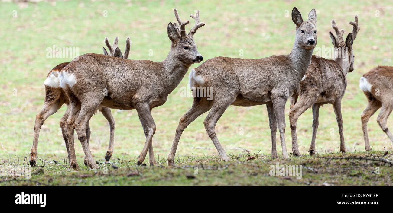Italy European roe deer Capreolus capreolus Stock Photo - Alamy