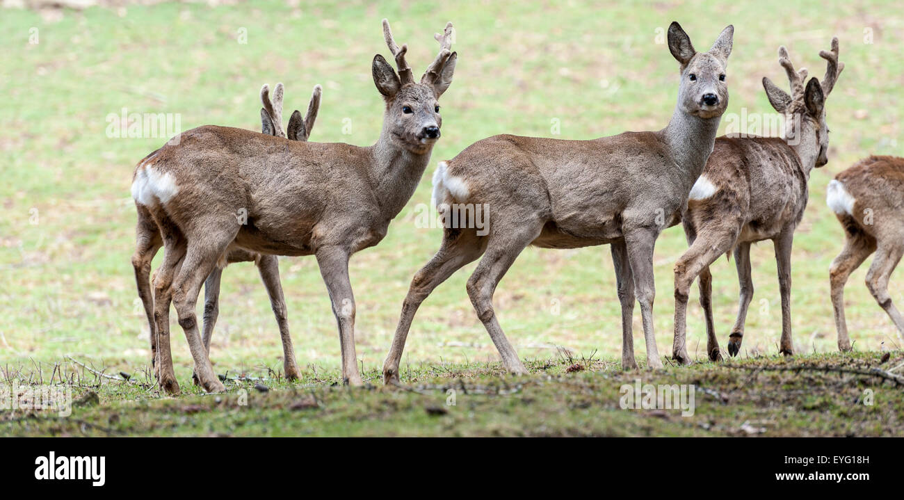 Italy European roe deer Capreolus capreolus Stock Photo - Alamy
