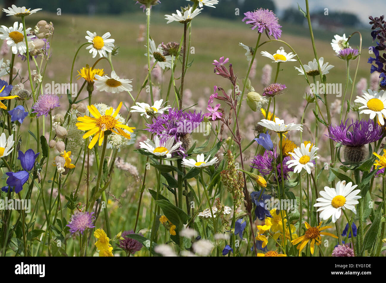 Wildblumenwiese High Resolution Stock Photography and Images - Alamy
