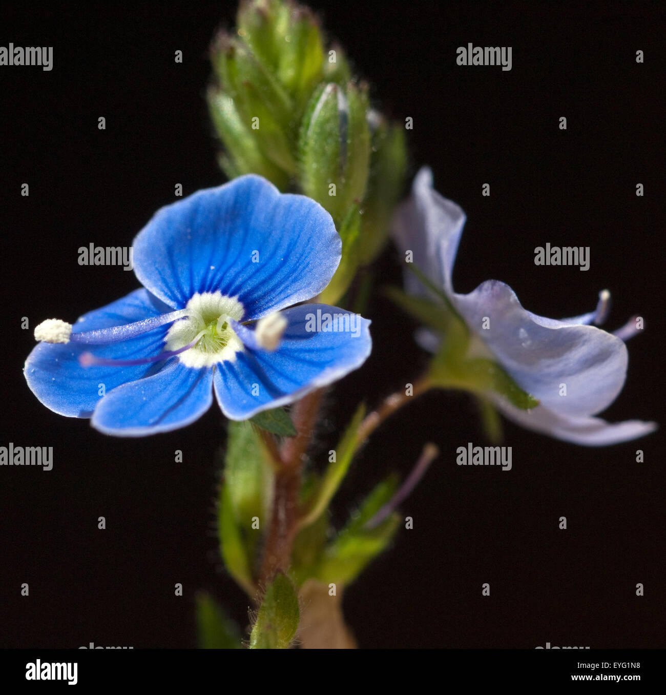 Gamander ehrenpreis veronica chamaedrys hi-res stock photography and ...