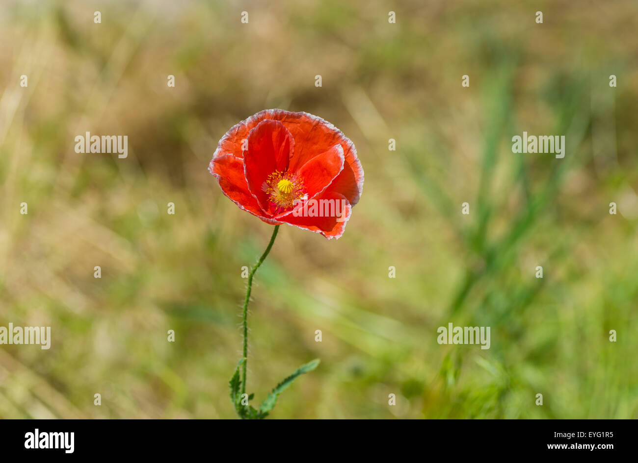 Poppy shape hi-res stock photography and images - Alamy