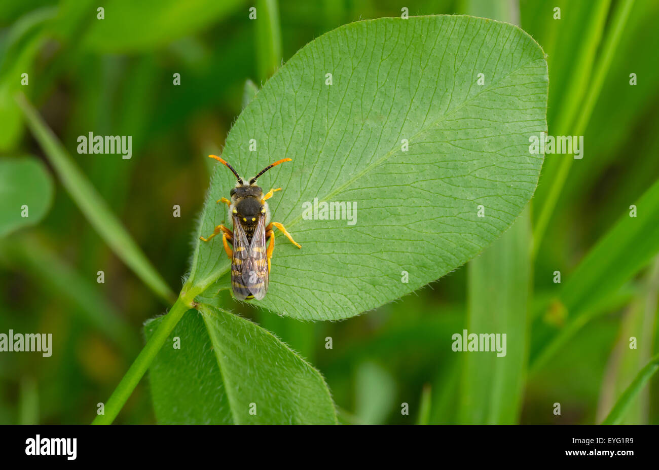 Spring time in the fields - green flora and beautiful fauna Stock Photo ...
