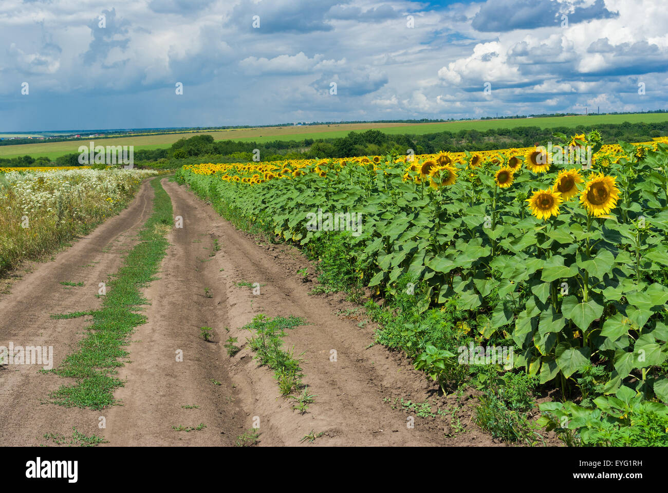 Classic central Ukrainian rural landscape at summer season Stock Photo ...