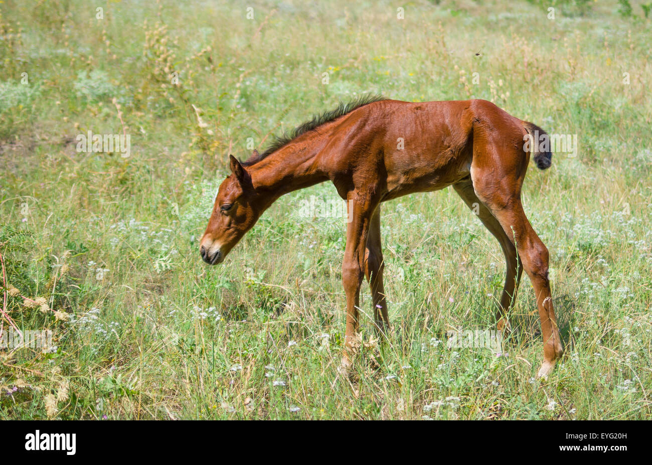 Foal first steps hi-res stock photography and images - Alamy
