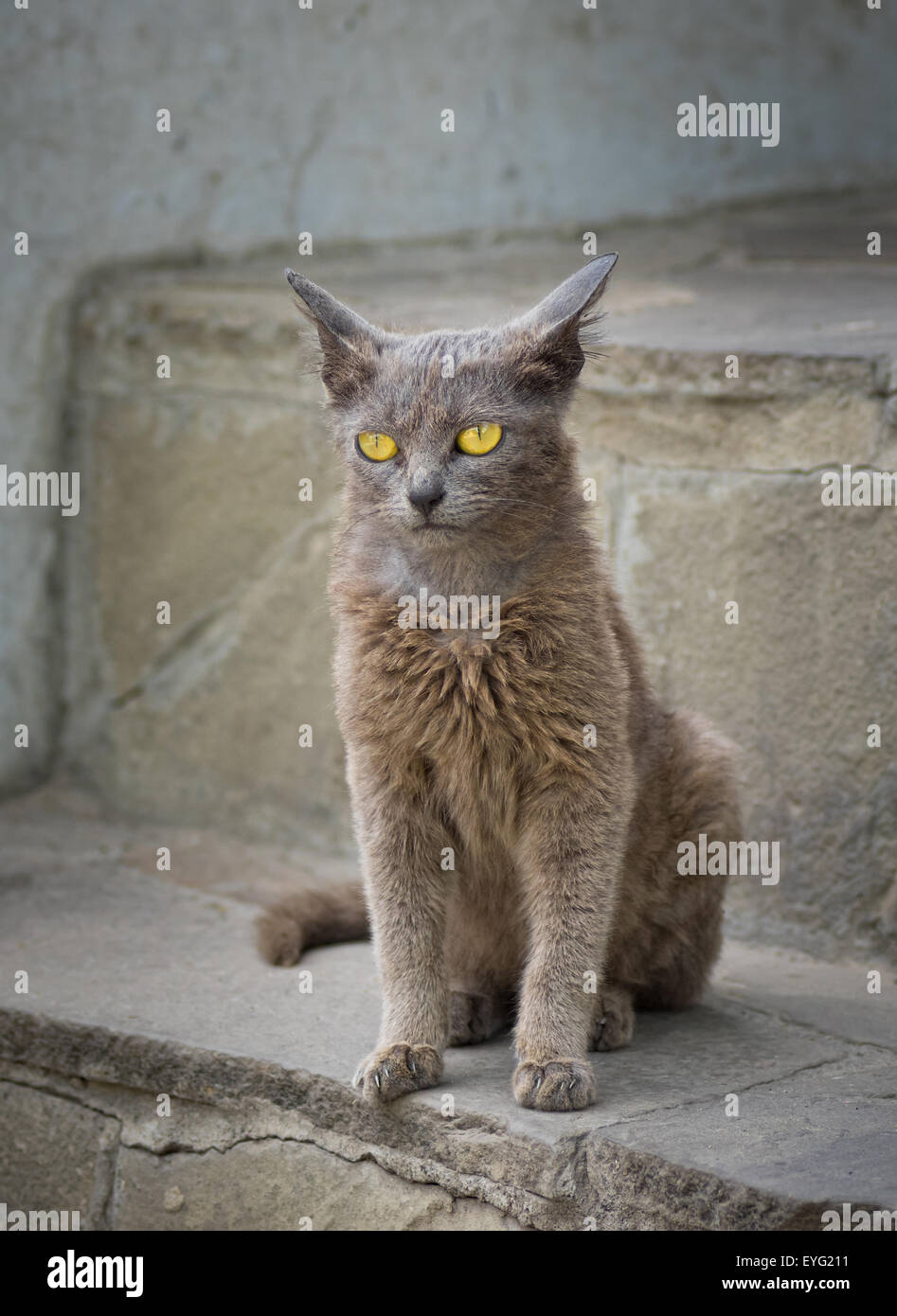 Portrait of alien cat with yellow eyes Stock Photo - Alamy