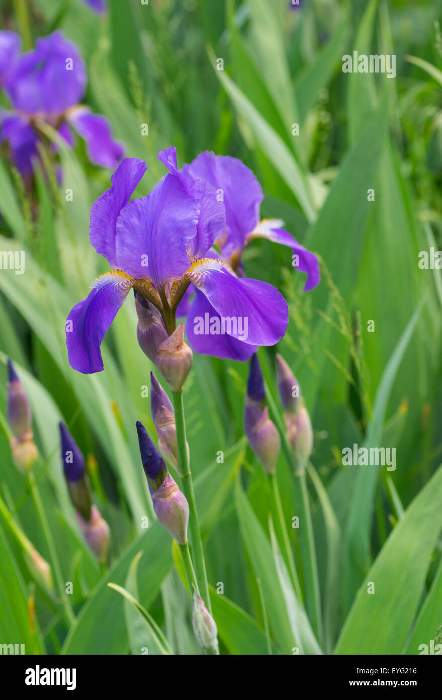 Portrait of beautiful iris flower Stock Photo - Alamy