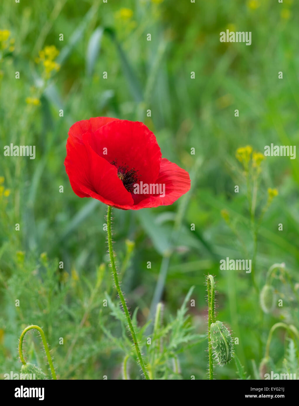 Lonely red poppy in green herbs Stock Photo - Alamy