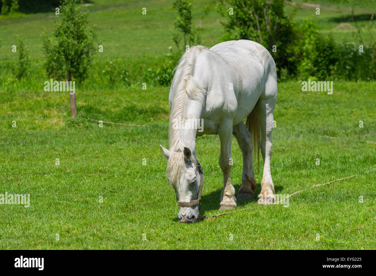Old white horse on a spring pasture Stock Photo - Alamy