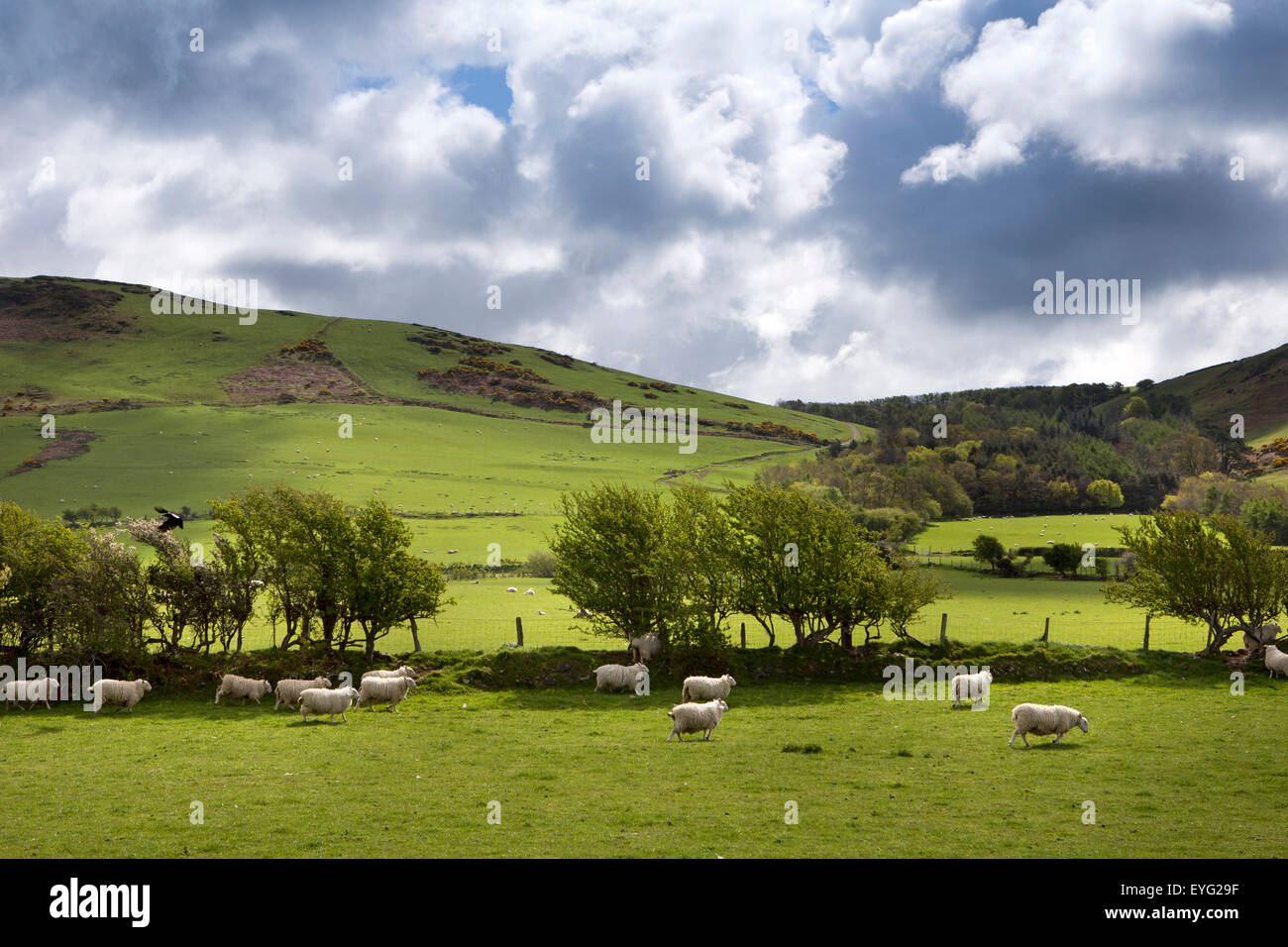 Farming agriculture mid wales landscape hi-res stock photography and ...