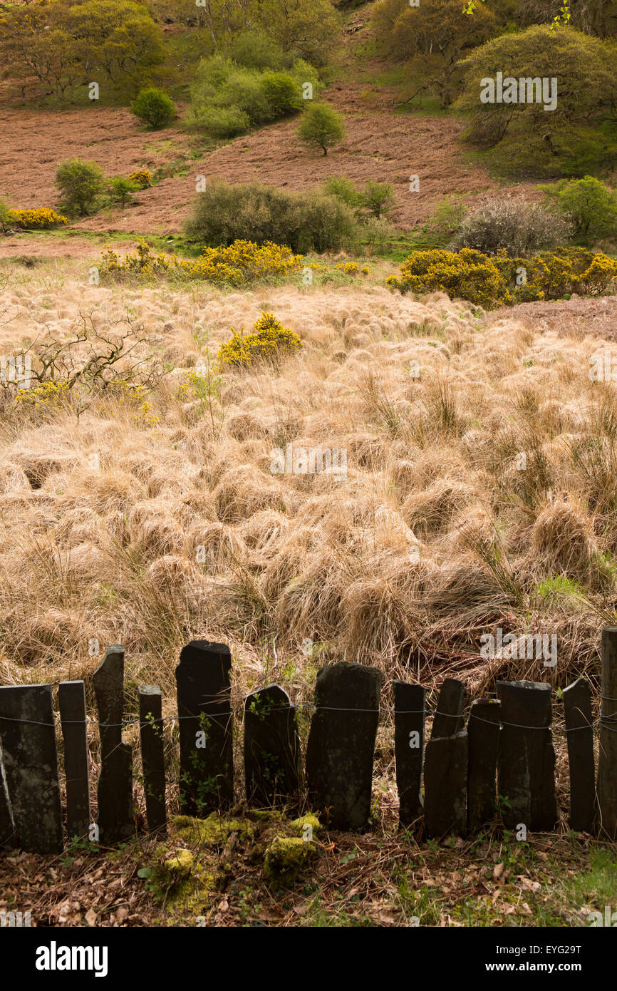 UK, Wales, Gwynedd, Brynglas, slate fence beside Tal-y-Llyn Railway ...
