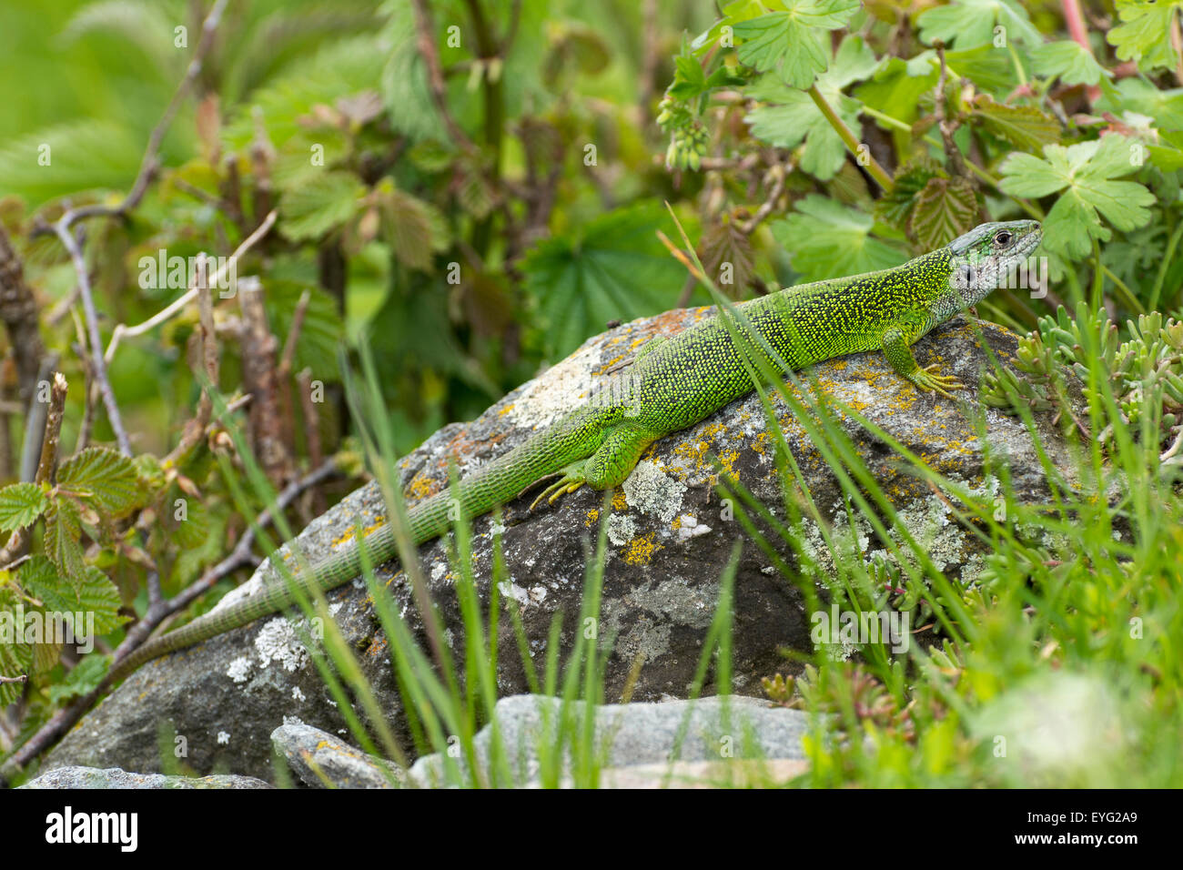 Alps western green lizard Lacerta bilineata Stock Photo - Alamy