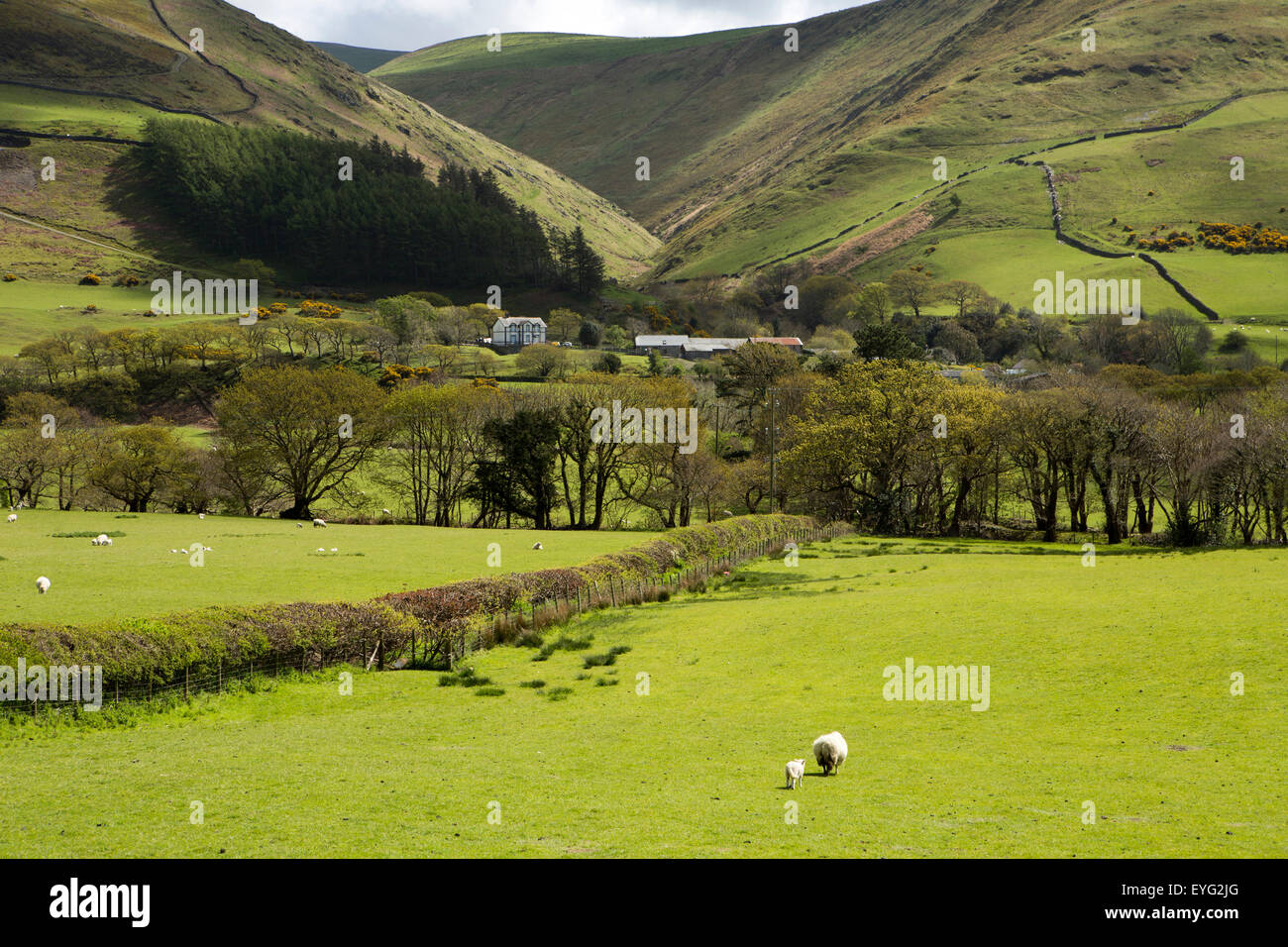Valley sheep hi-res stock photography and images - Alamy