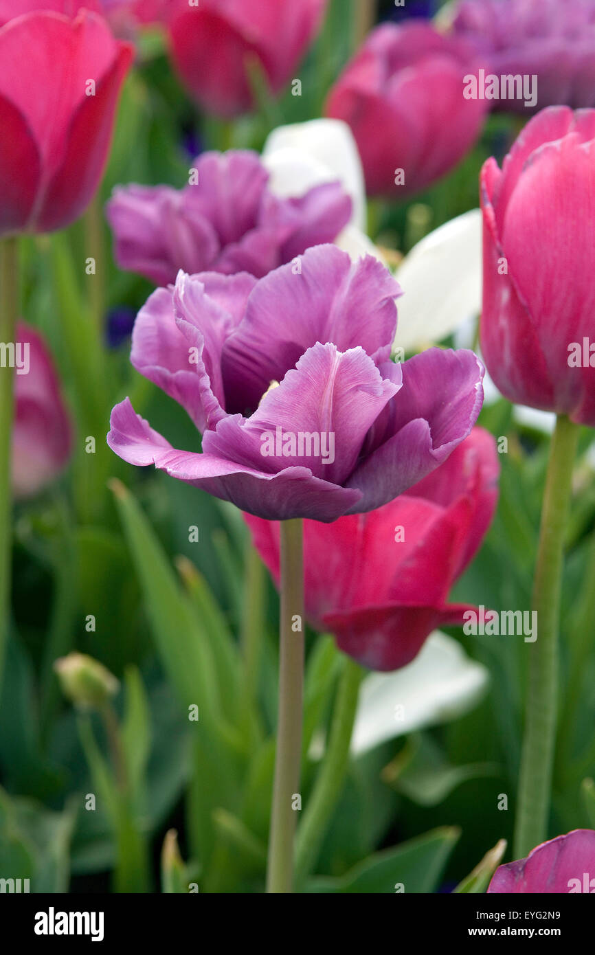 Tulpe High Resolution Stock Photography and Images - Alamy