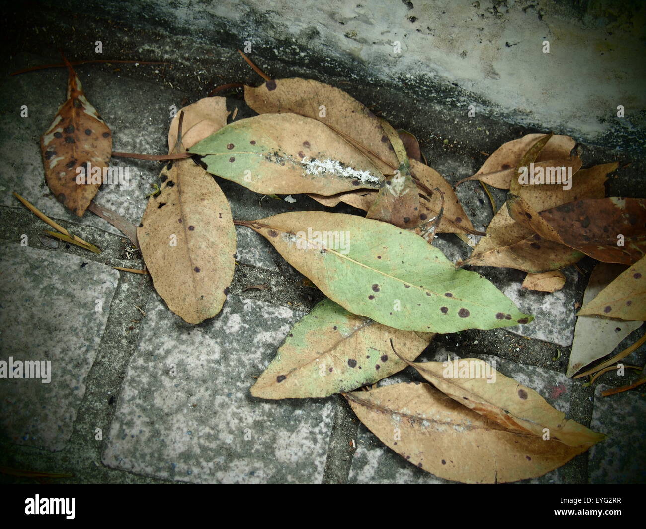 Leave ground hi-res stock photography and images - Alamy