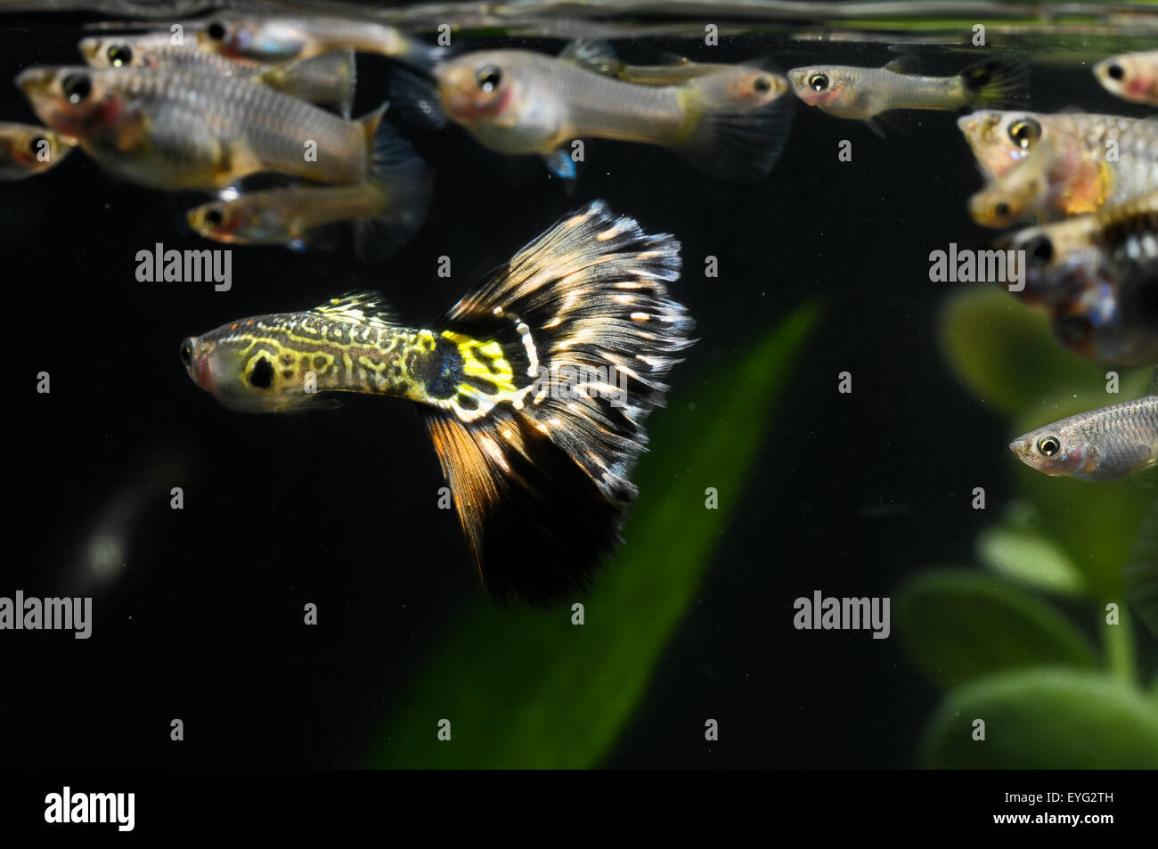 Guppy Multi Colored Fish Stock Photo - Alamy