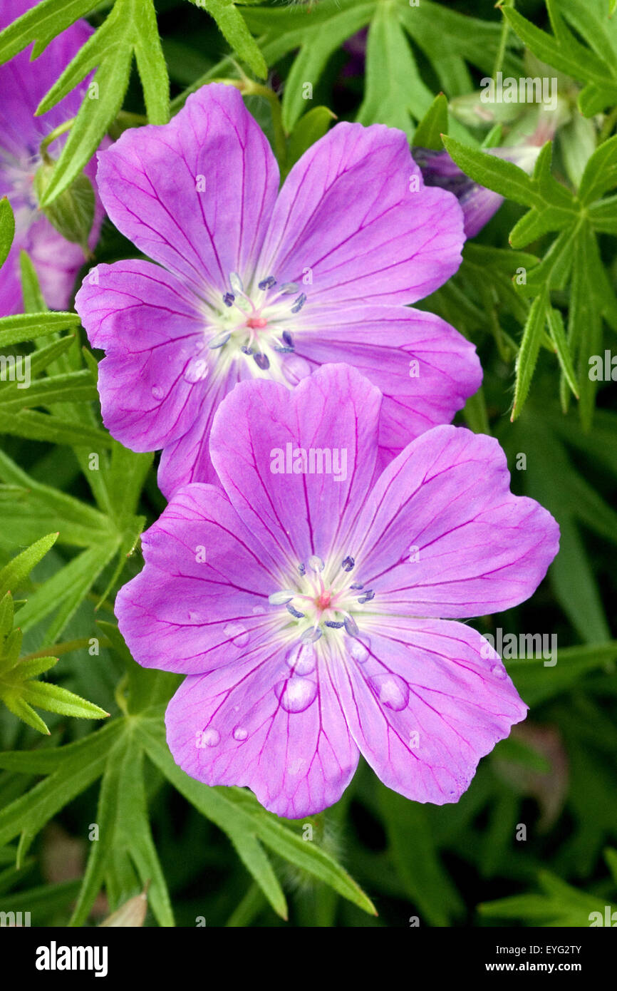 Blood red cranesbill geranium hi-res stock photography and images - Alamy
