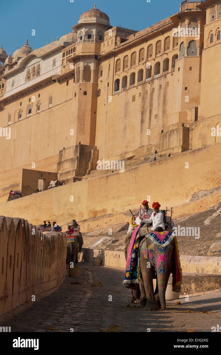 India, Rajasthan, Elephants going up and down path to Amber Fort ...