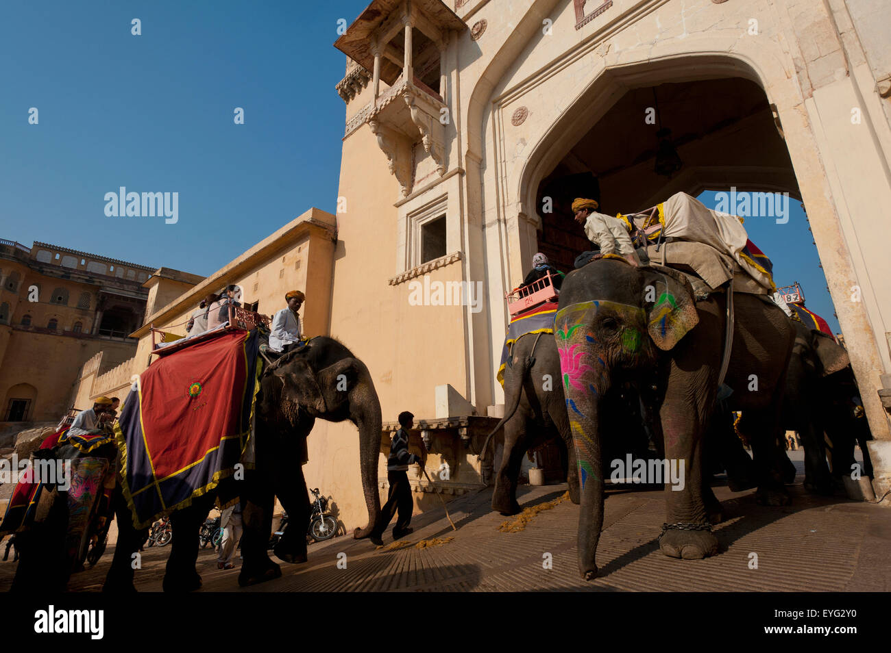 India, Rajasthan, Elephants going up and down path to Amber Fort ...