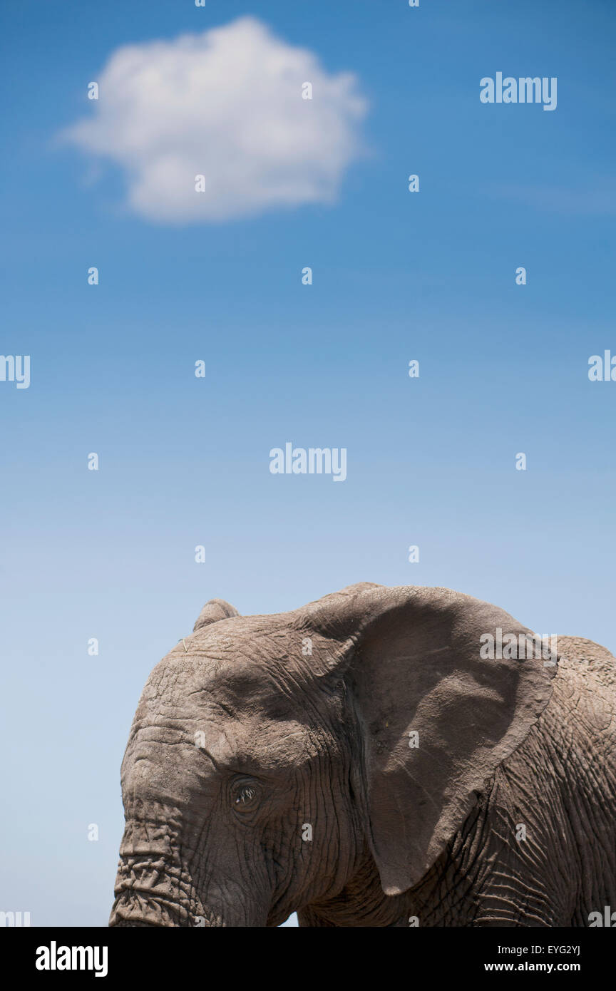 Kenya, Elephant in Ol Pejeta Conservancy; Laikipia County Stock Photo ...