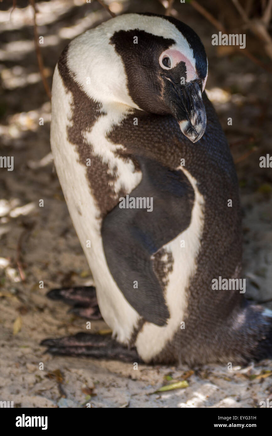 African penguin posing standing on a side Stock Photo - Alamy