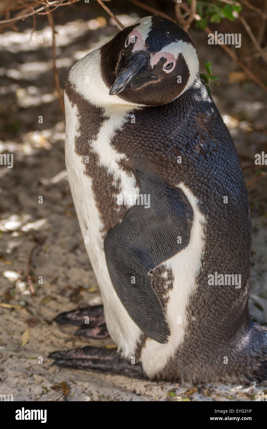 African penguin on one side Stock Photo - Alamy