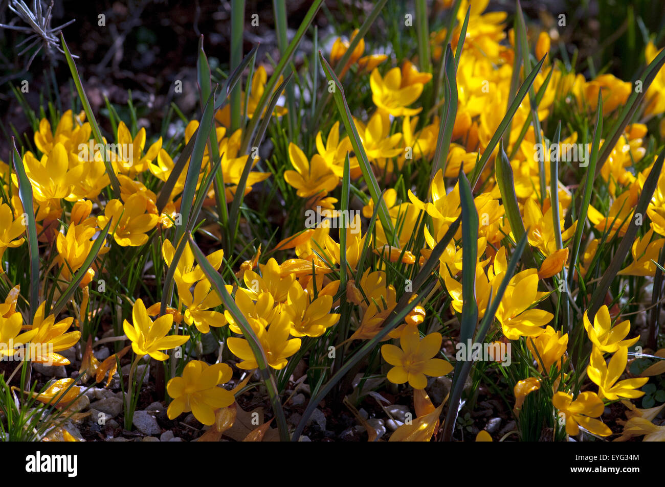 Krokus hi-res stock photography and images - Alamy