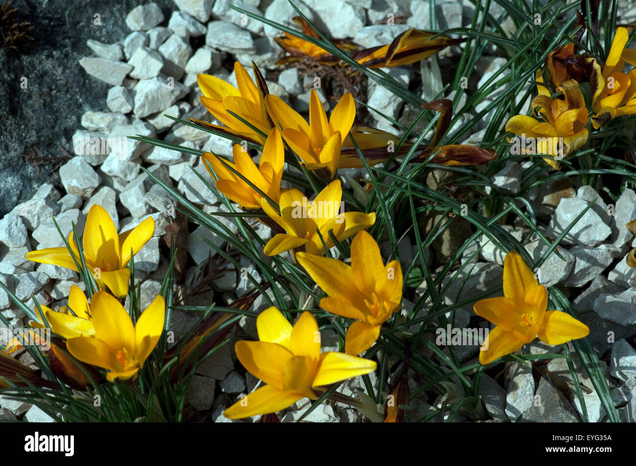 Gelbe krokus hi-res stock photography and images - Alamy