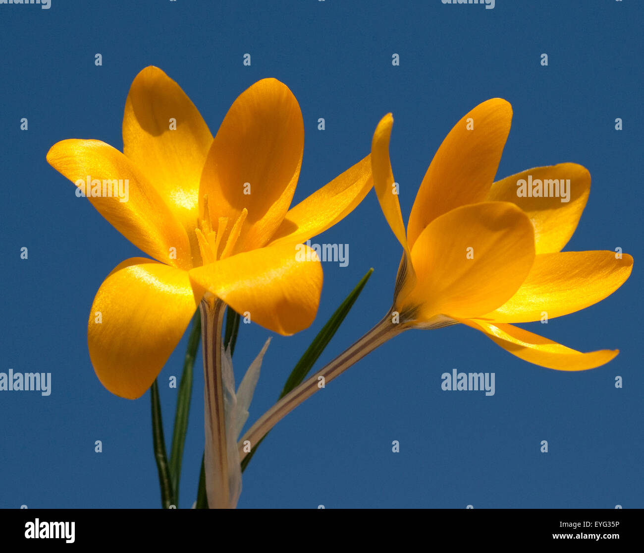 Goldbrokat-Krokus, Crocus, angustifolius Stock Photo - Alamy