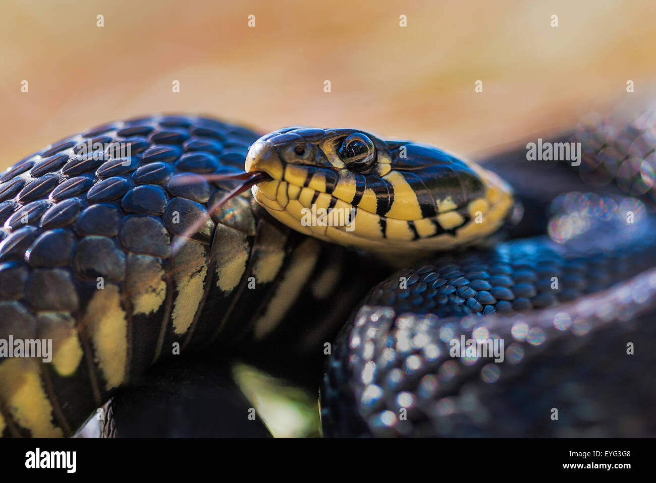 Scared snake hi-res stock photography and images - Alamy