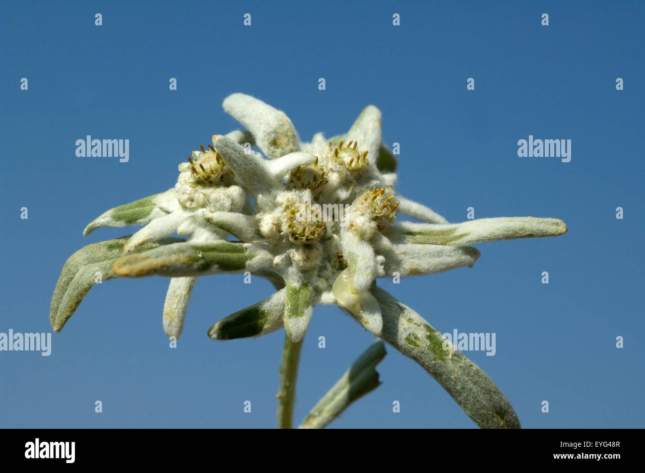 Alpen edelweiss hi-res stock photography and images - Alamy