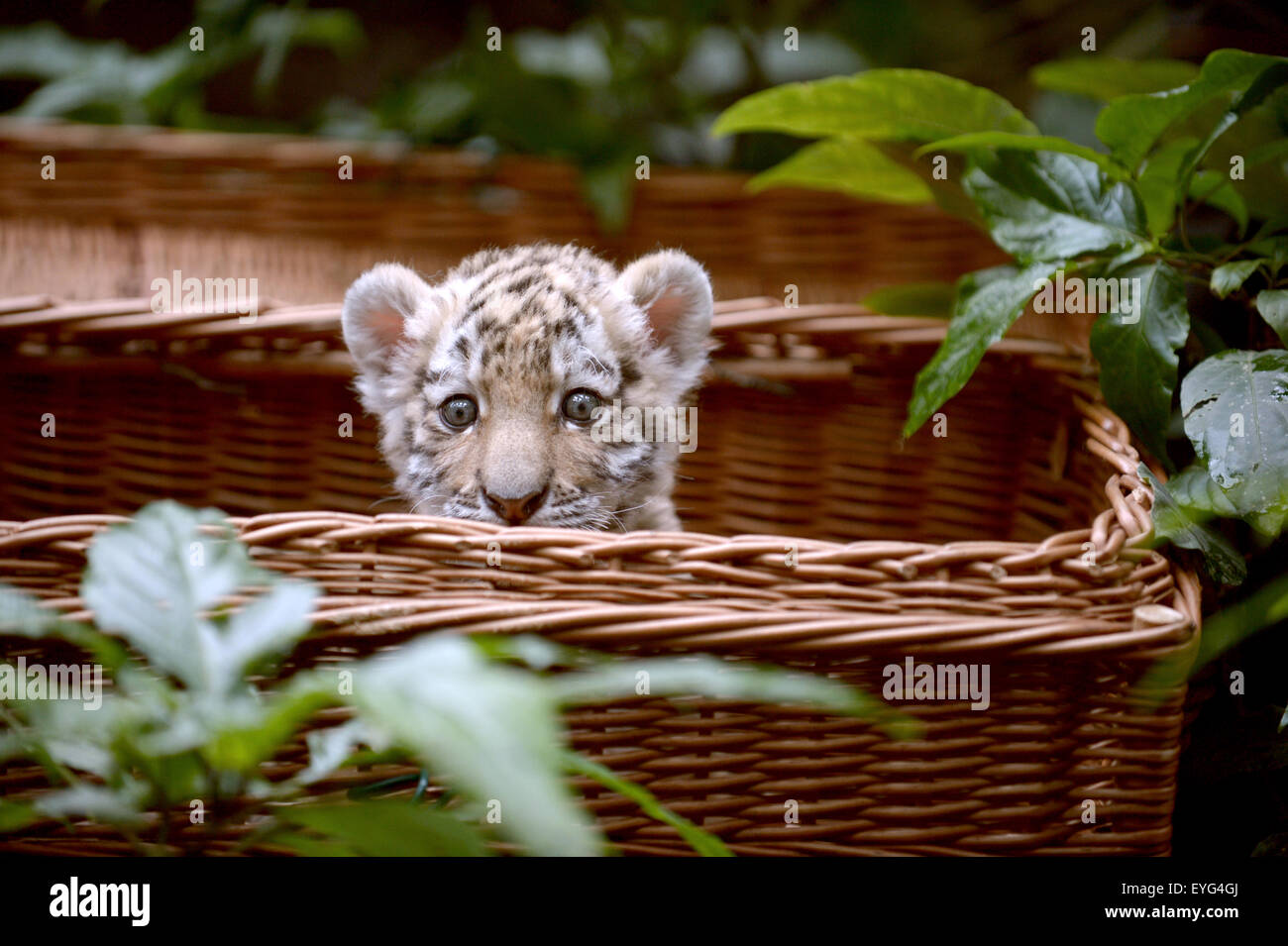 Alisha hi-res stock photography and images - Alamy