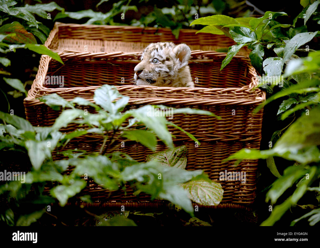 Alisha hi-res stock photography and images - Alamy