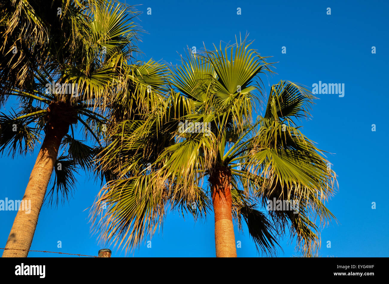 Green Palm Canarian Tree Stock Photo - Alamy