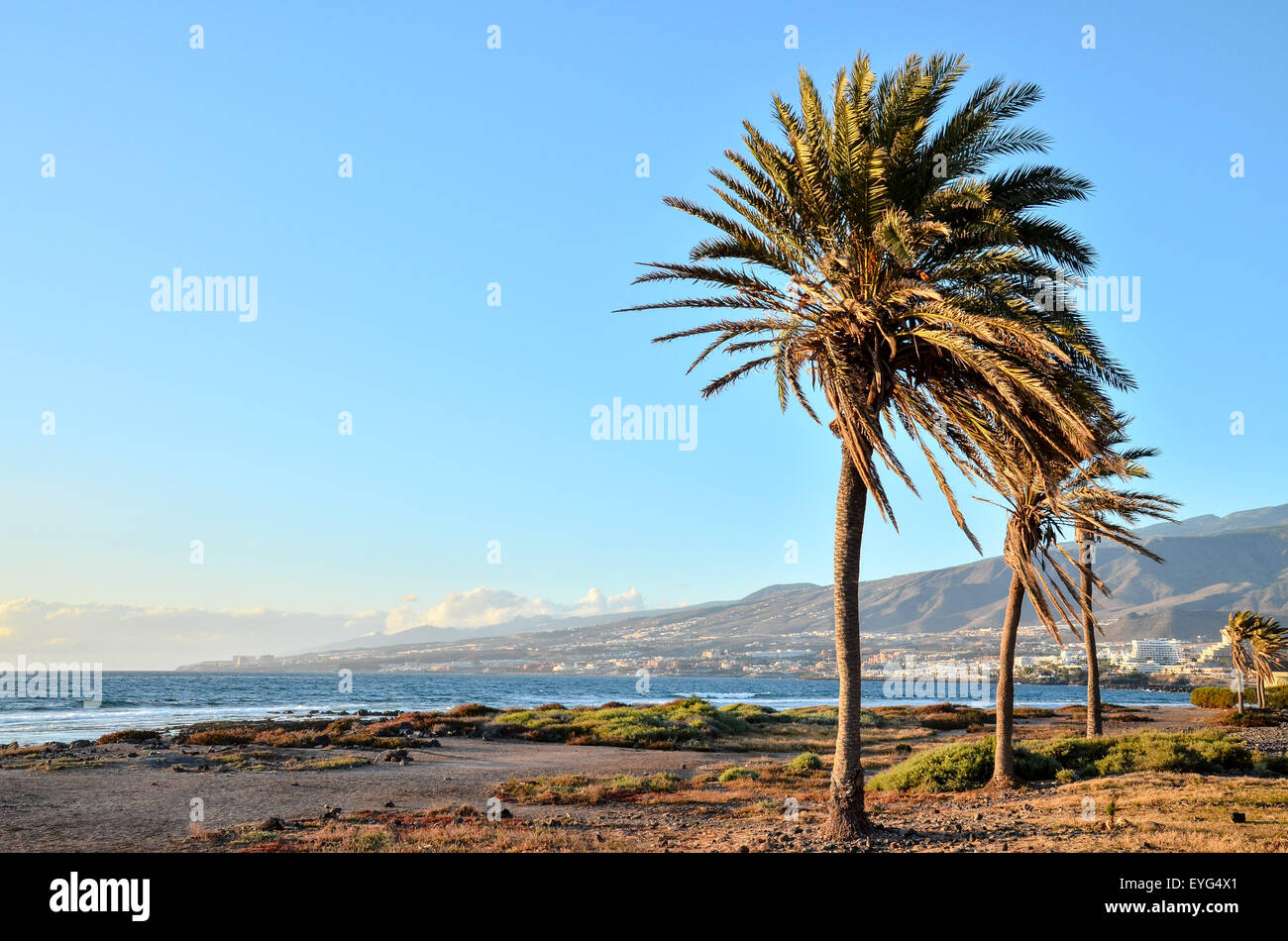 Green Palm Canarian Tree Stock Photo - Alamy