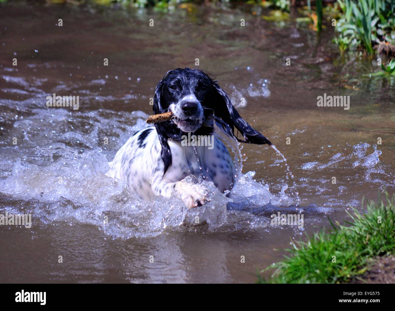 Cocker spaniel black white hi-res stock photography and images - Alamy