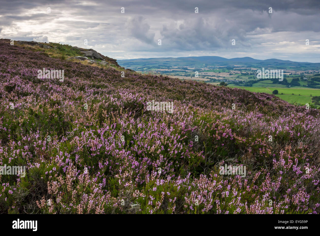 Heather in bloom on the slopes of the Beacon on the route to Simonside ...
