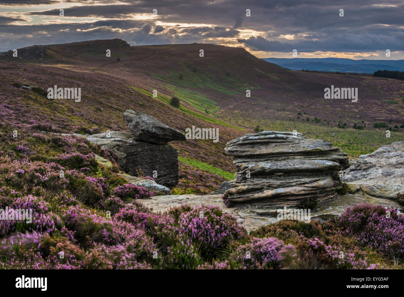 Summer heather on the slopes of Dove Crag at Simonside near Rothbury ...