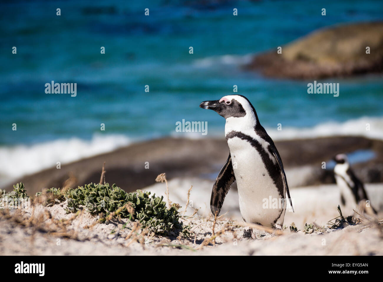 Two penguins walking in the seashore, with the ocean as a background ...