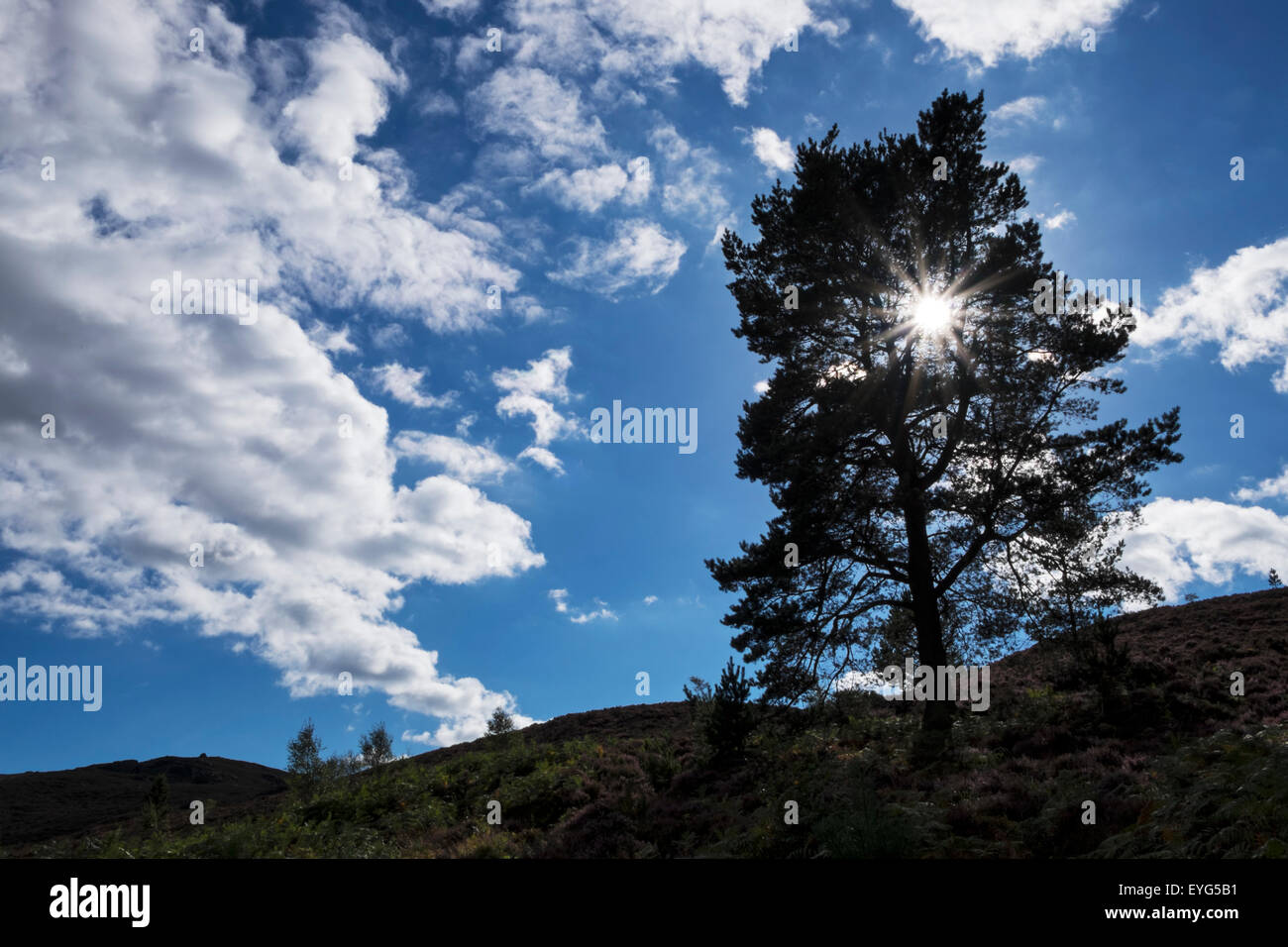 The sun breaking through the branches of a tree on moorland above ...