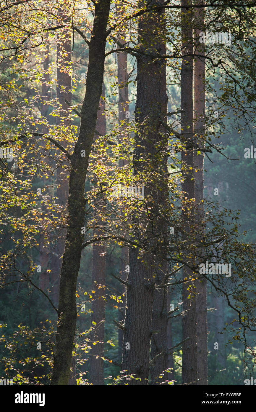 Backlit beech tree in Simonside Forest, Northumberland National Park ...