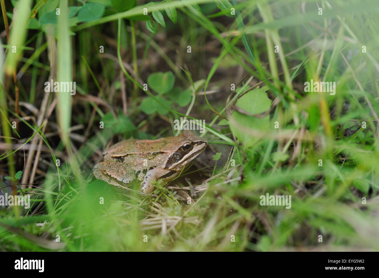 Close up small frog hi-res stock photography and images - Alamy