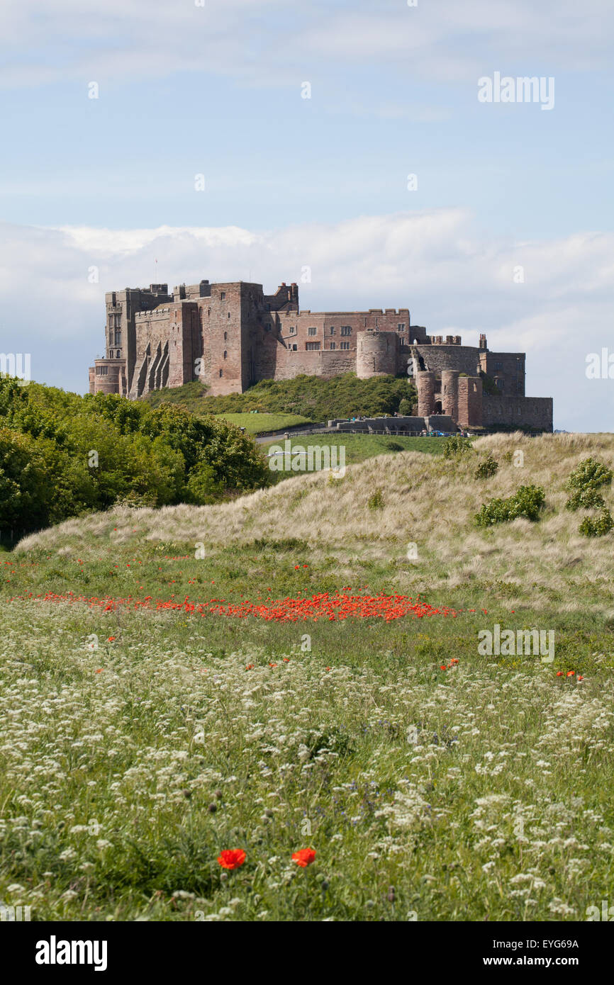 A field of red poppies in front of Bamburgh Castle Northumberland ...