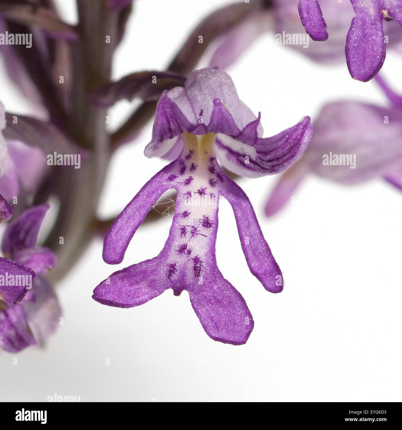 Helmknabenkraut orchis militaris hi-res stock photography and images ...