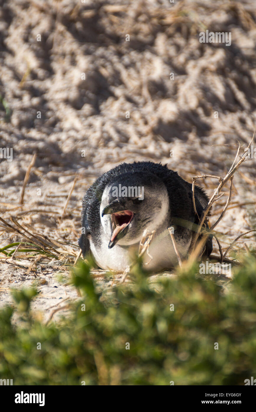 Screaming Penguin High Resolution Stock Photography and Images - Alamy